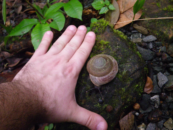Tree Snail | Project Noah