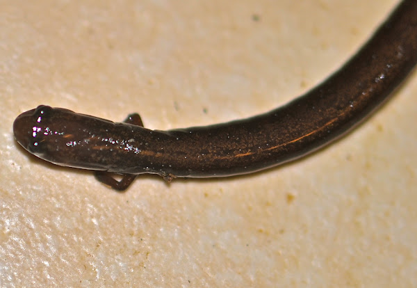 Salamander/Worm Salamander | Project Noah
