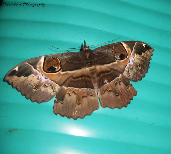 Owl moth | Project Noah