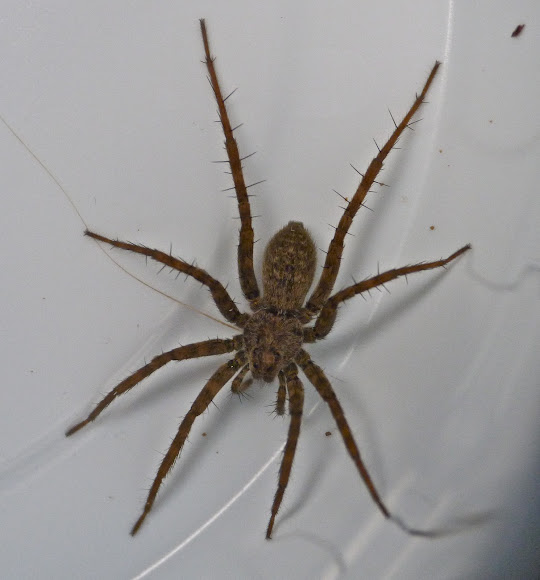 Thin-legged wolf spider | Project Noah