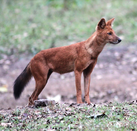 dhole | Project Noah