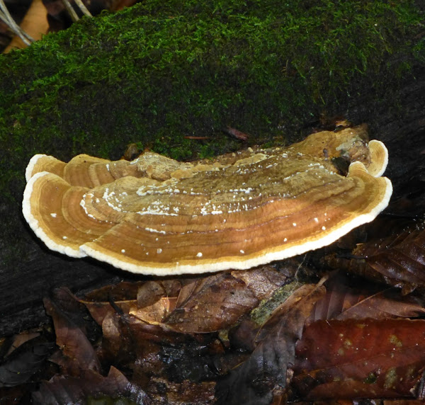 Polyporales | Project Noah