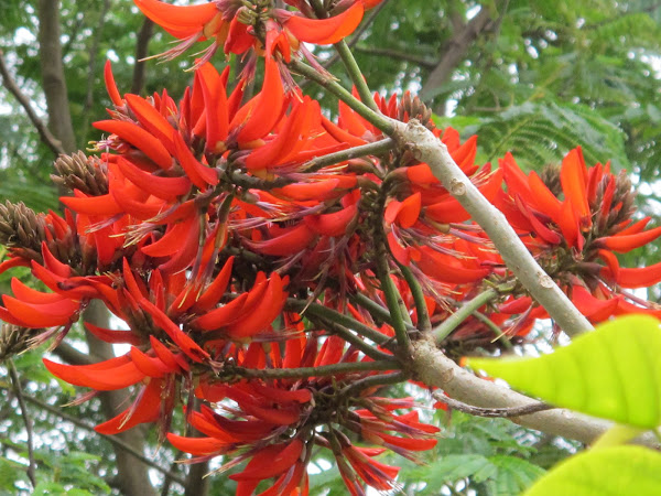 Coral Tree | Project Noah