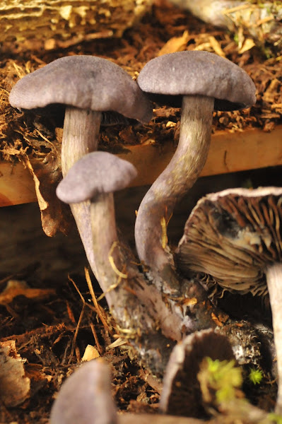 Violet cort | Project Noah