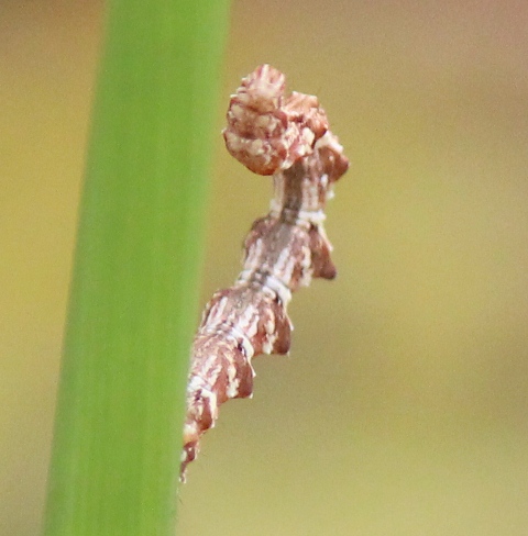 Looper Moth Caterpillar | Project Noah