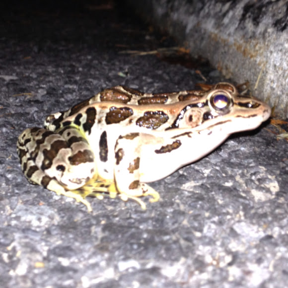 Pickerel Frog | Project Noah