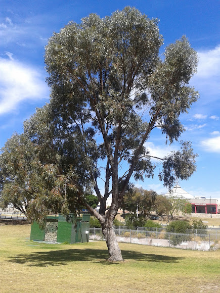 tuart tree | Project Noah