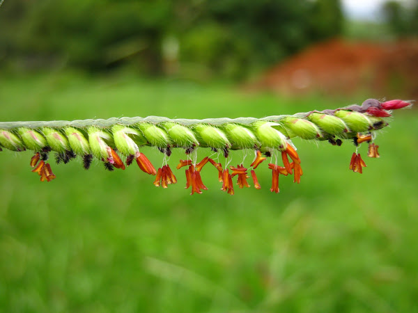 Grass flower and seeds | Project Noah