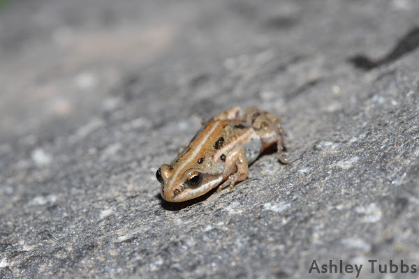 Boettger's Dainty Frog | Project Noah