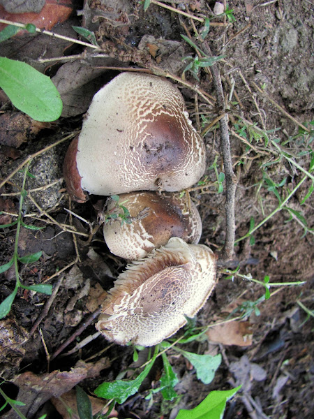 Deadly dapperling | Project Noah