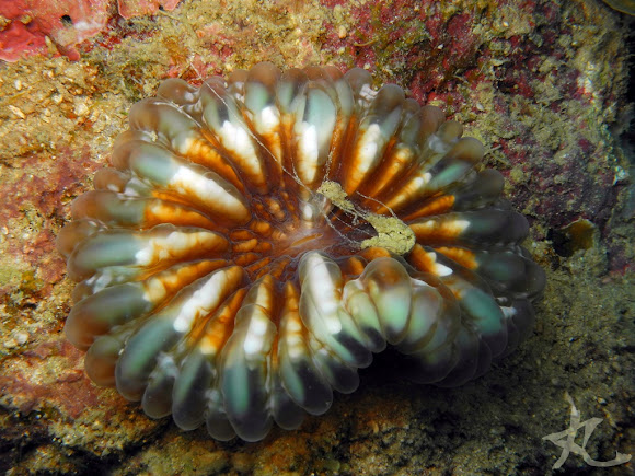 Solitary Cup Coral | Project Noah