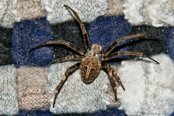 Brown Sailor Spider | Project Noah