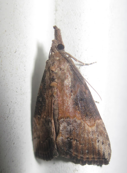 Green Cloverworm | Project Noah