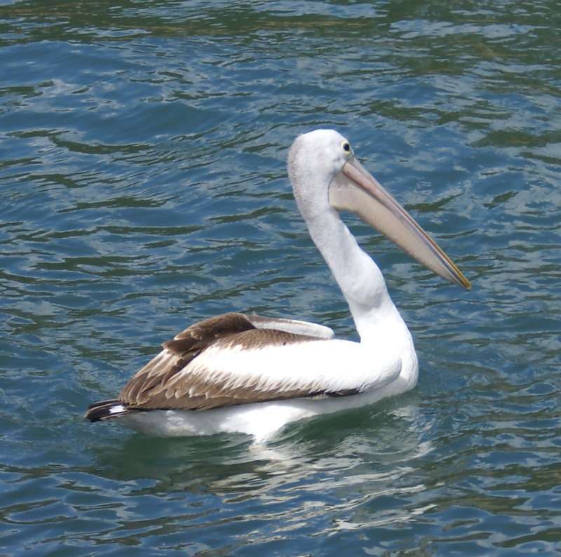 Pelican | Project Noah