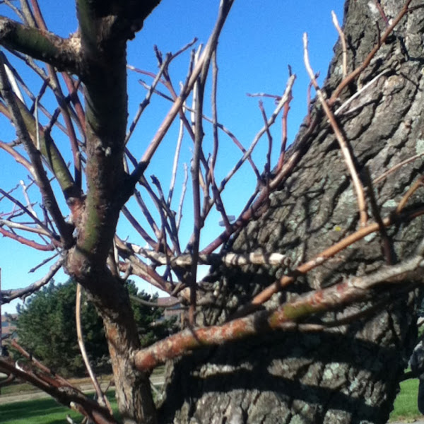 Sassafras | Project Noah