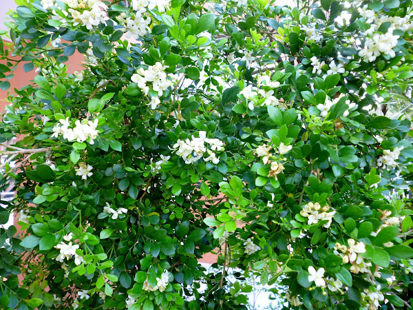 Azar de la India | Project Noah