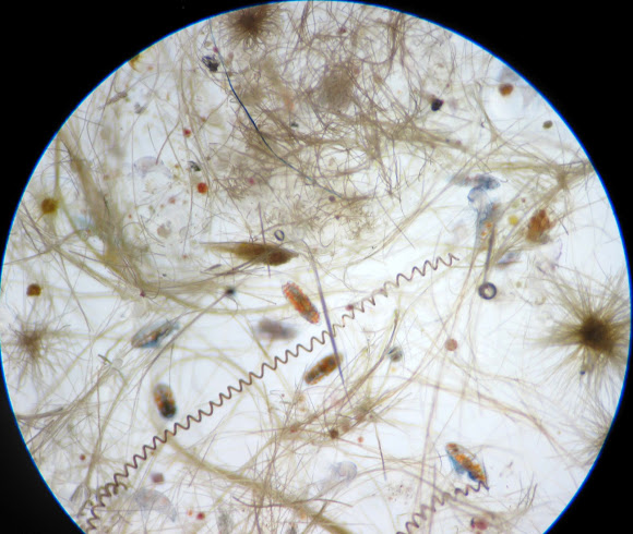 Cyanobacteria | Project Noah
