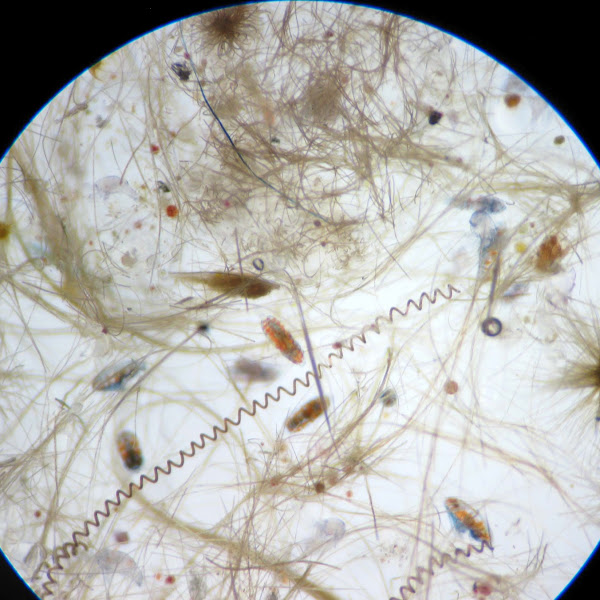 Microplankton Biogeography | Project Noah