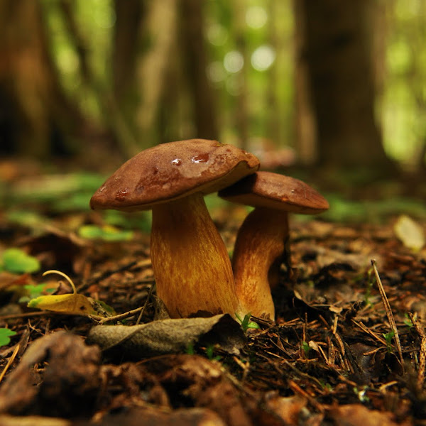 Mushroom Mapping | Project Noah