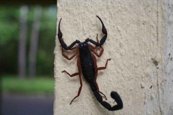 Belize scorpion | Project Noah