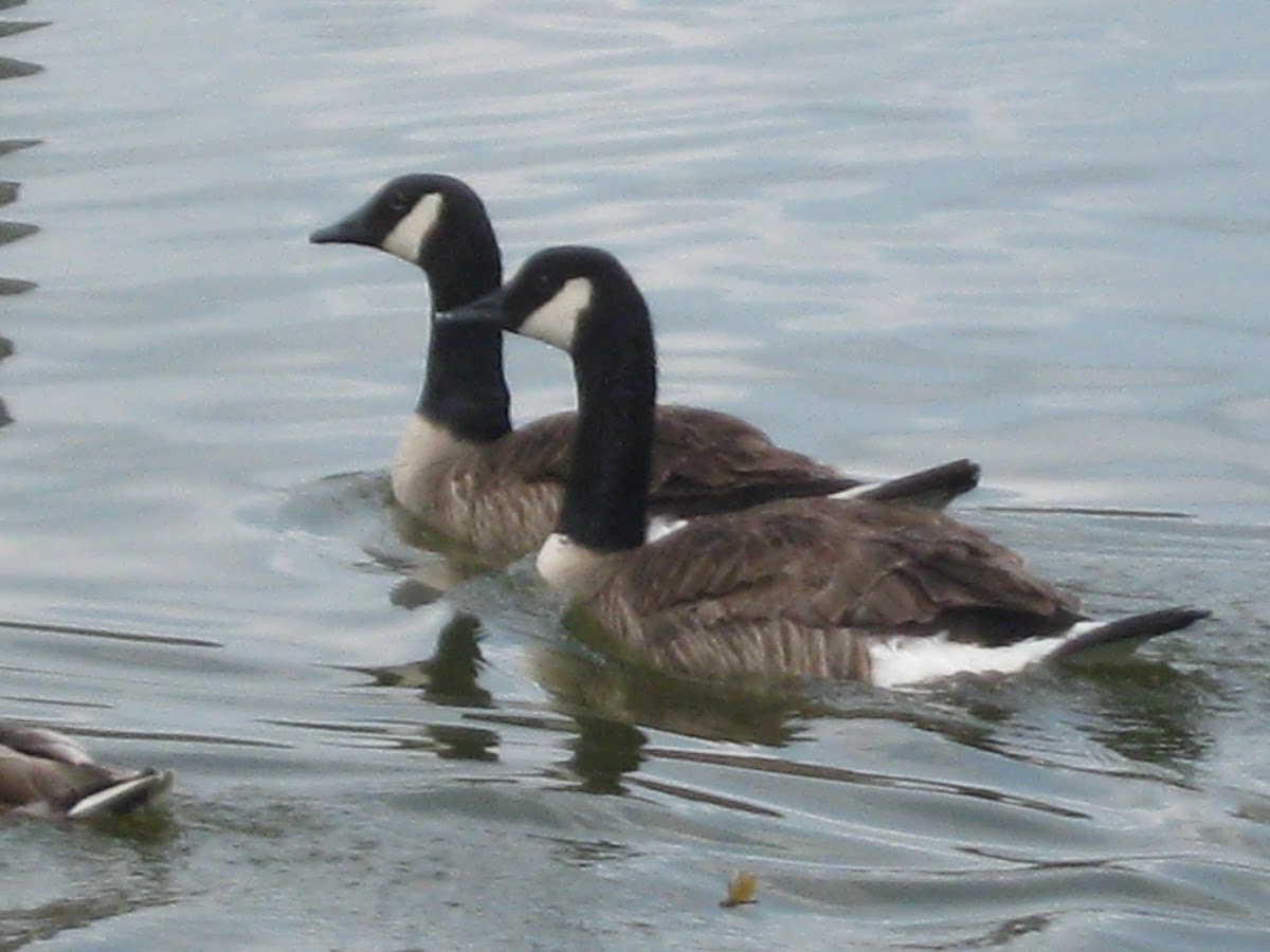 Canada Geese part 3 | Project Noah