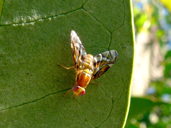 Fruit fly | Project Noah