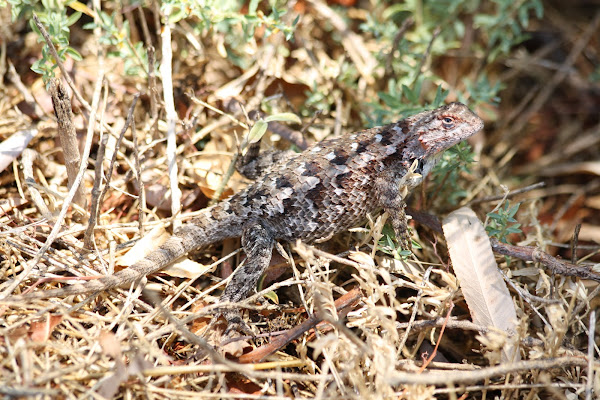 Lagarto Espinoso, Spiny Lizard | Project Noah