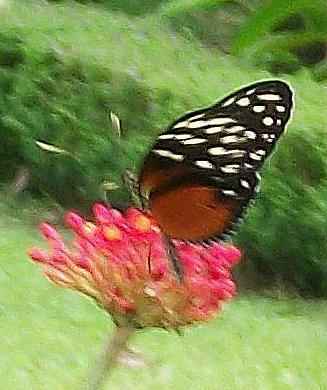 Hecale Longwing | Project Noah