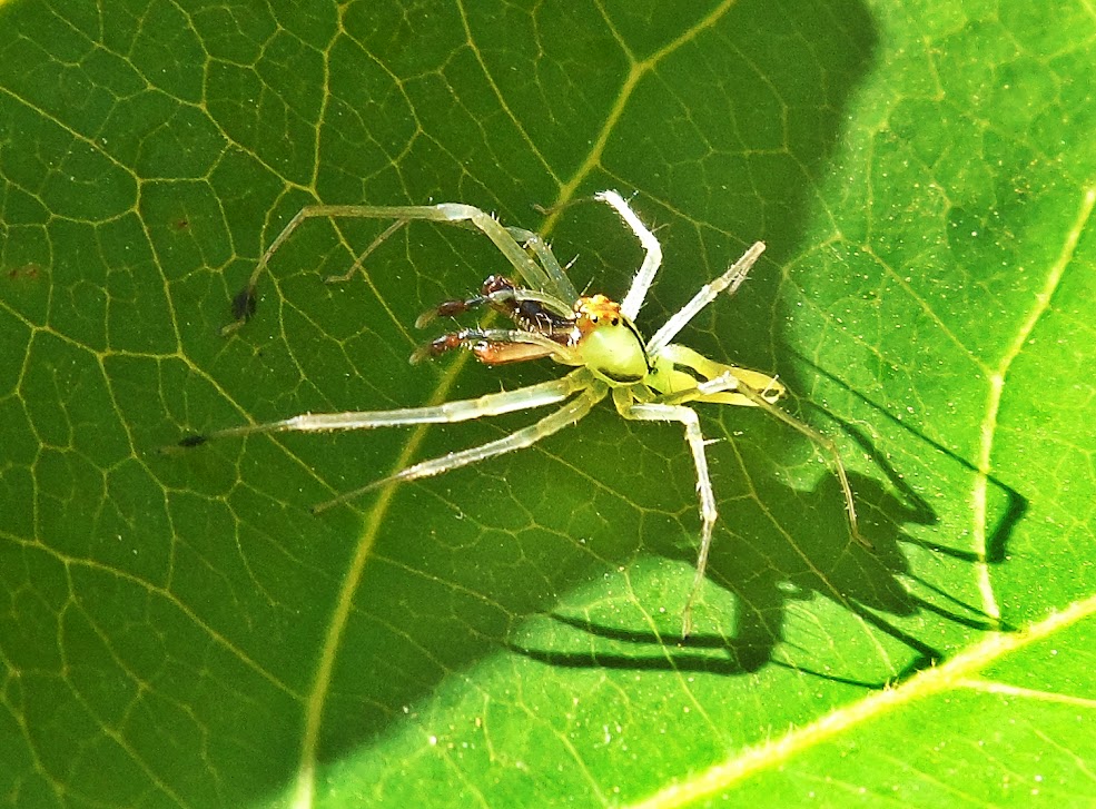Jumping Spider | Project Noah