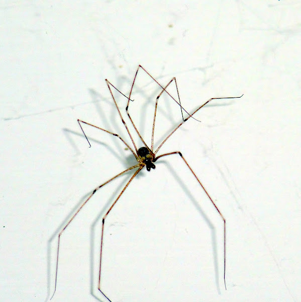 Tailed Cellar Spider (female with eggs) | Project Noah