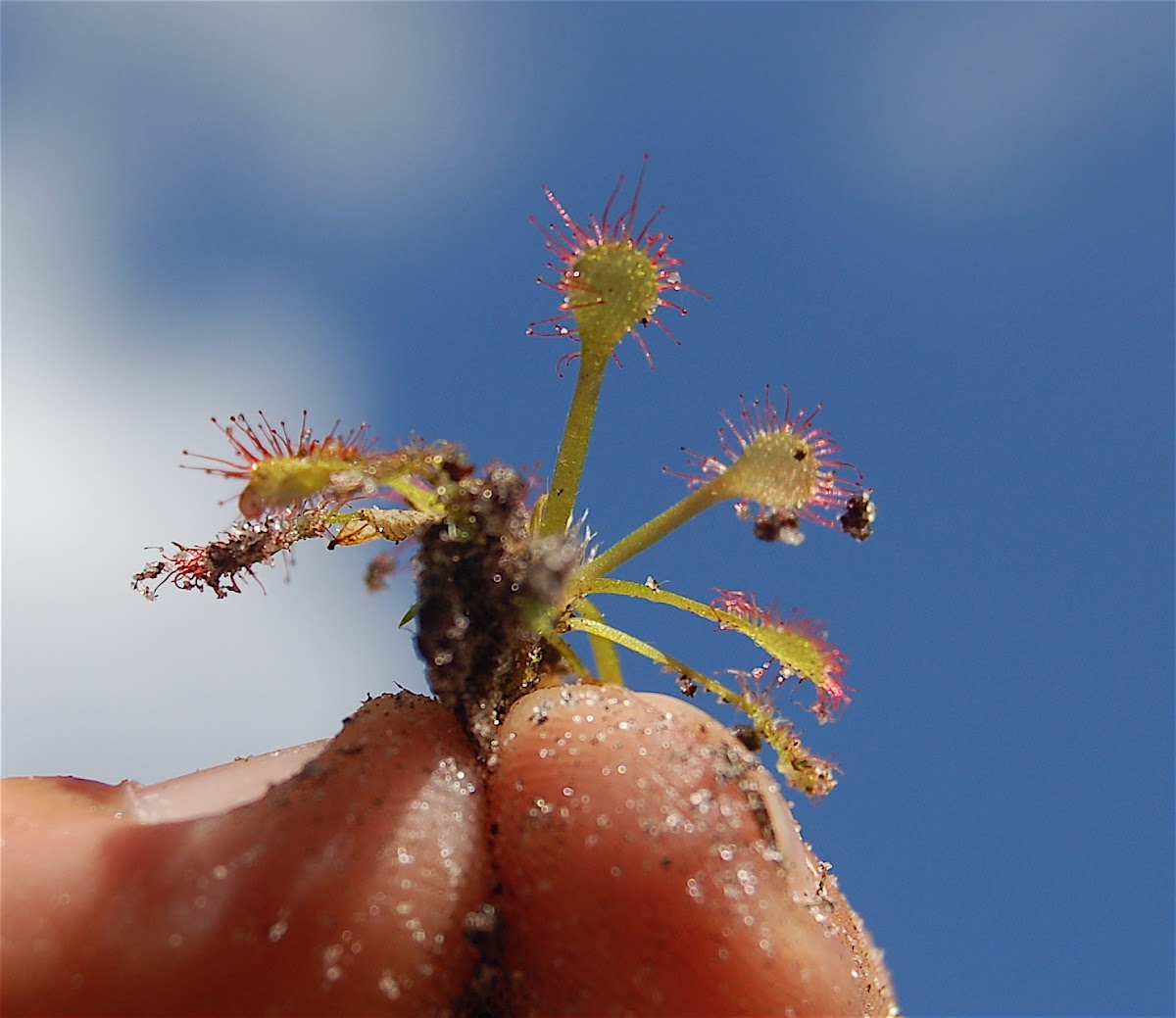 Sun Dew, pink | Project Noah