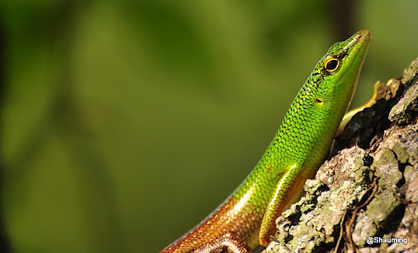 Emerald Tree Skink | Project Noah