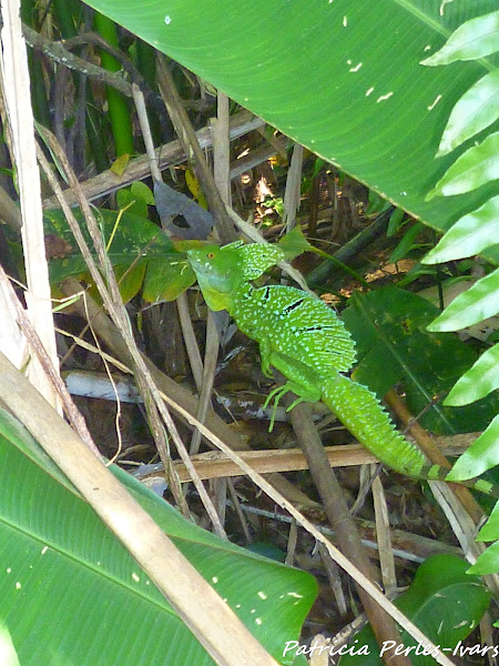 Plumed basilisk | Project Noah