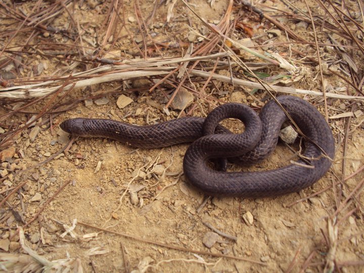 Ground Snake | Project Noah