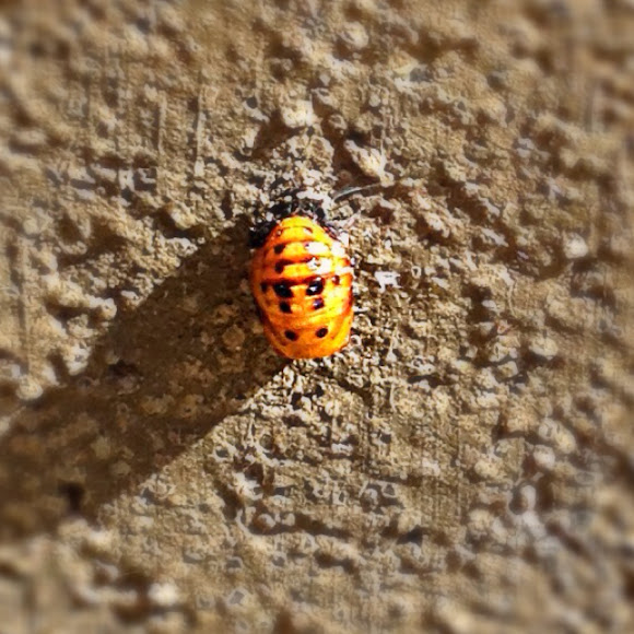 Multicolored Asian Lady Beetle Pupa | Project Noah