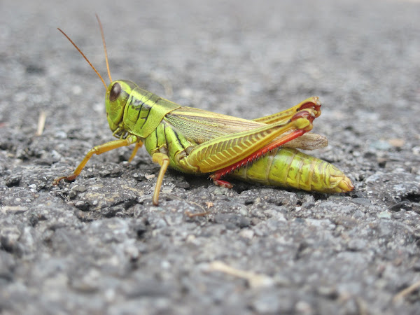 Two-Striped Grasshopper | Project Noah
