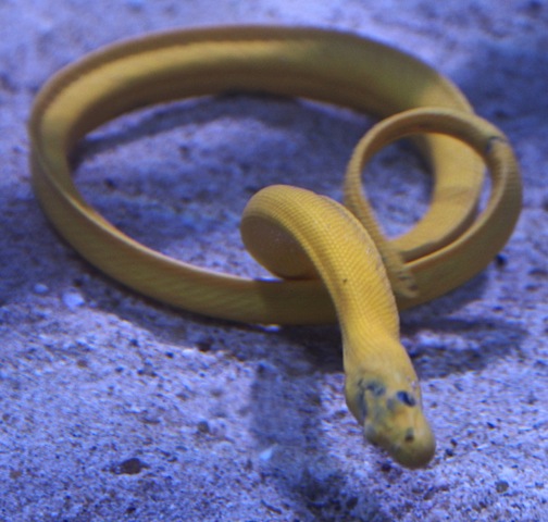 Yellow-bellied Sea Snake | Project Noah