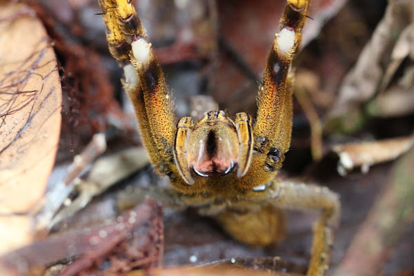 Brazilian Wandering Spider | Project Noah