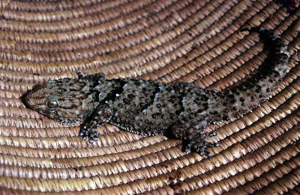 Turner’s Thick-toed Gecko | Project Noah