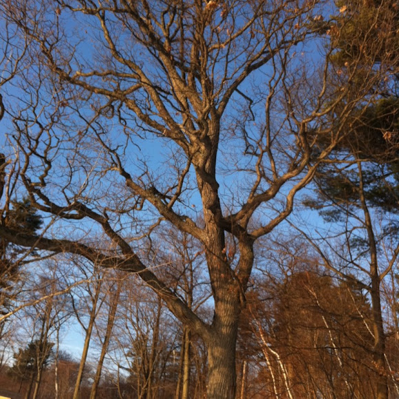 White oak | Project Noah