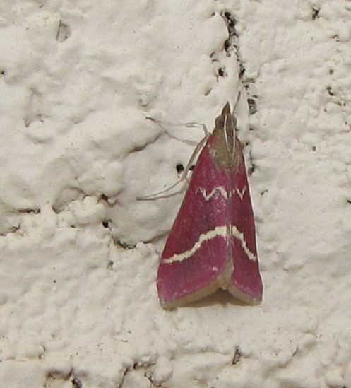 Volupial Pyrausta (moth) | Project Noah