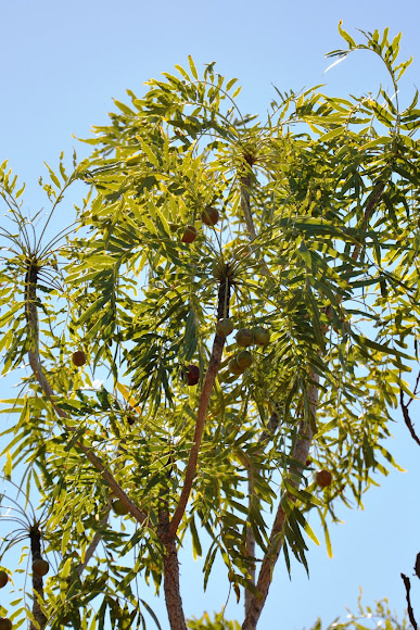 Emu Apple | Project Noah