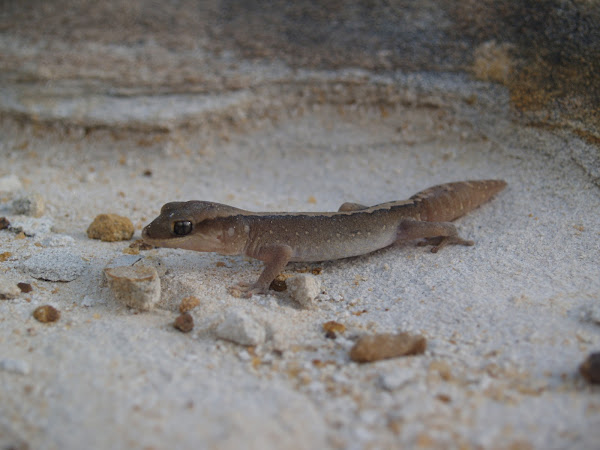 Eastern Stone Gecko | Project Noah