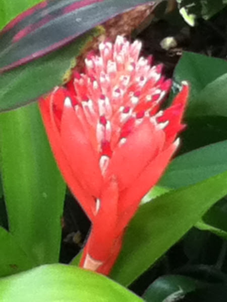 Bromeliad | Project Noah