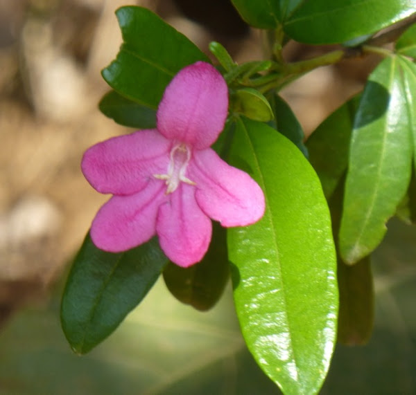 Lemonia, Pink Ravenia | Project Noah