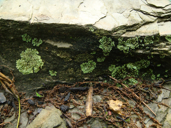 Lichens | Project Noah