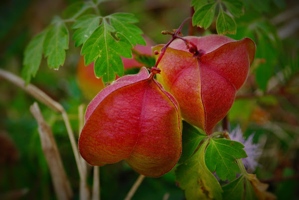 Balloon plant | Project Noah