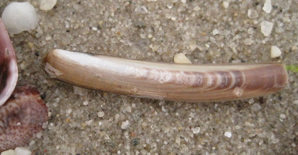 Common Razor Clam | Project Noah