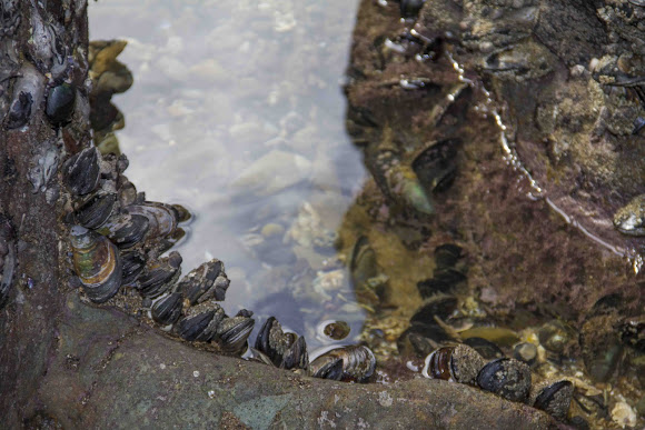 New Zealand green-lipped mussel (Kuku) | Project Noah