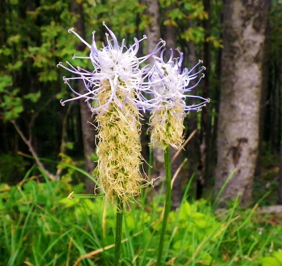 Spiked Rampion, šumska zečica | Project Noah